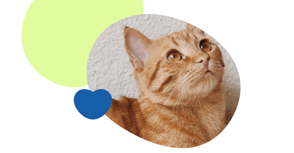 Blog Petz: tudo o que você precisa saber sobre seu pet