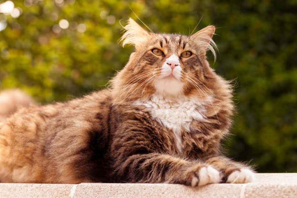 10 curiosidades sobre o gigante Maine Coon | Petz