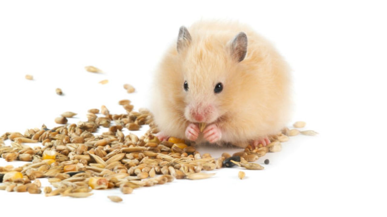 Animal Hamster Comer En Pet Hamster Will Only Eat Cheese From Waitrose