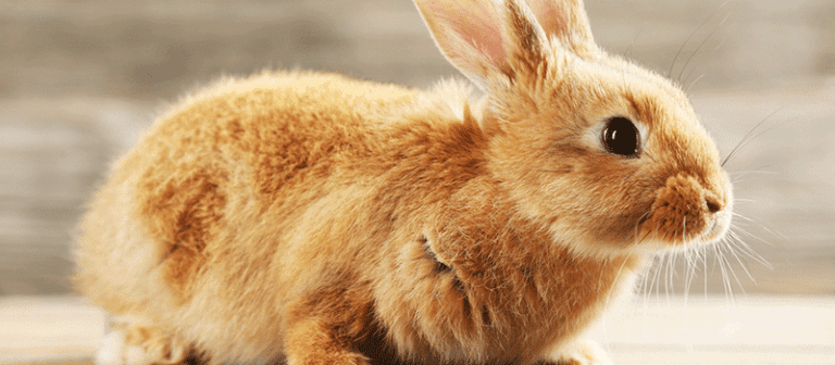 Coelhos - As principais particularidades destes pets | Petz