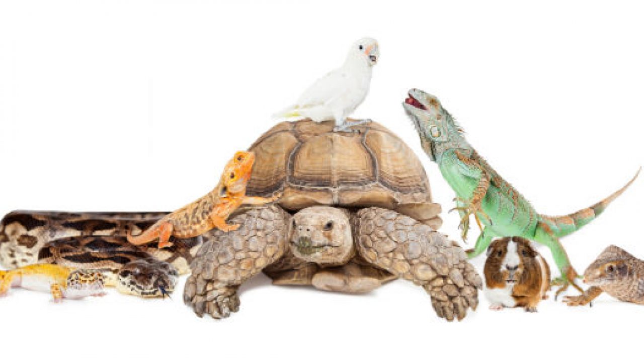Animais Exoticos Coloridos Relacionados O Mistério Dos Dinossauros
