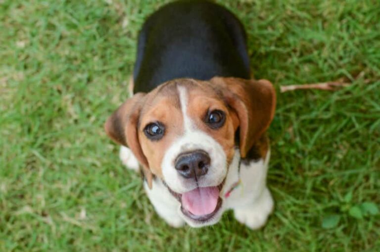 Beagle: tamanho e características da raça! I Petz