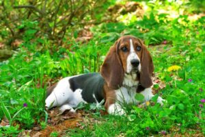 Tipos de Basset: conheça as variações da raça | Petz
