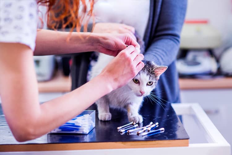 Miíase: conheça as causas, os sintomas e tratamento da doença - Blog Petz