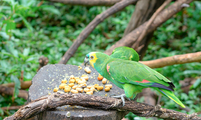 Pet falante? Aprenda tudo sobre papagaio! | Petz