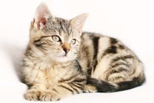 Gato com raiva: Conheça os principais sintomas da doença | Petz
