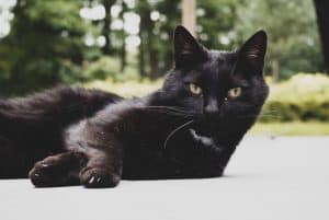 Gato com raiva: Conheça os principais sintomas da doença | Petz