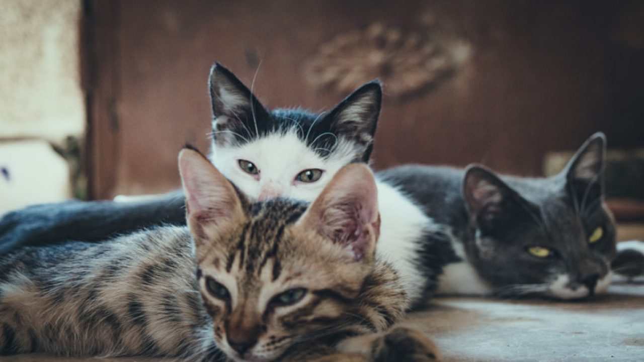 Diferentes Tipos De Gatos Domesticos Com Fotos