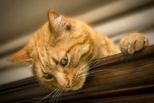 Descubra por que o gato sempre cai em pé! | Petz