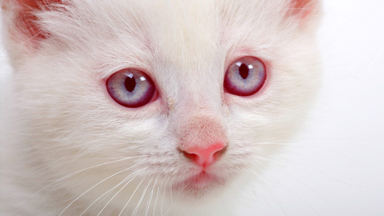 Cor Dos Olhos Albinos Albino Eyes