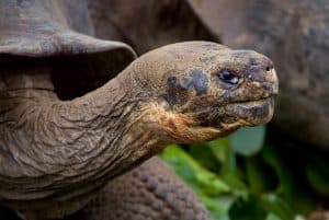 Tudo sobre jabuti: conheça mais sobre esse animal