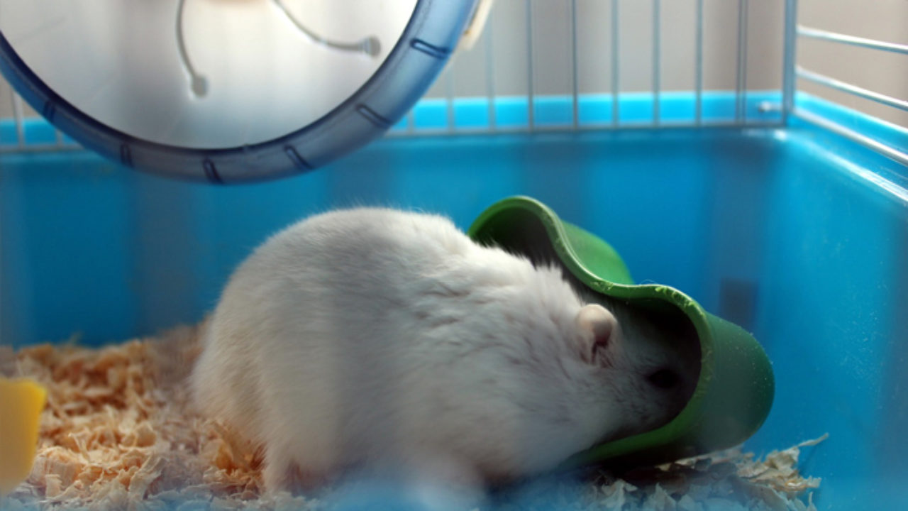 Roda De Hamster Vazia