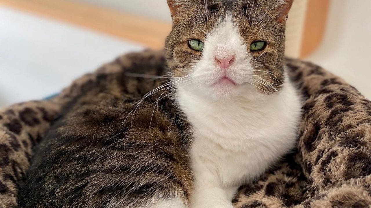 Gato Con Sindrome De Down Así Como Trates A Maya La Gata Con