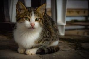 Gato espirrando: o que pode ser? Saiba mais | Petz