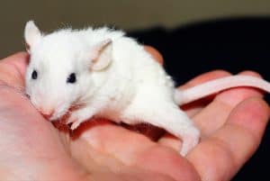 Tipos de roedores: 5 espécies para você conhecer | Petz