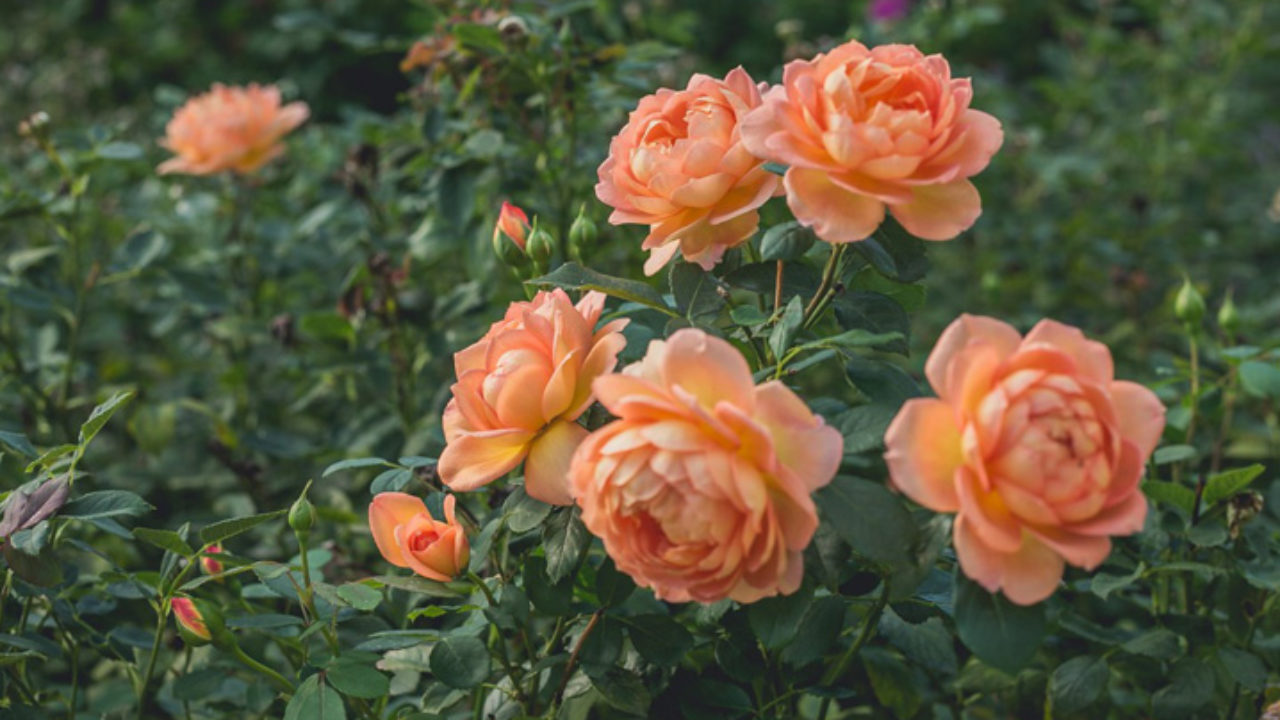 Tipos De Rosa Com Nomes