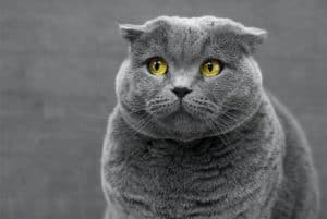 Gata prenha: como identificar e cuidar do pet | Petz