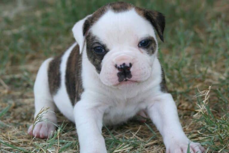 Raça de cachorro americano: conheça 7 deles | Petz