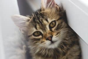 Gato com pelo cacheado: conheça 4 raças | Petz