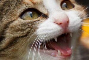 Gato chorando: saiba o que fazer nessa situação | Petz
