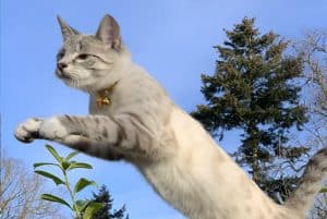 Gato tem 7 vidas? Descubra como surgiu essa história | Petz