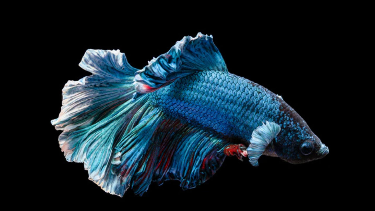 Nomes De Peixes Betta De Estimacao