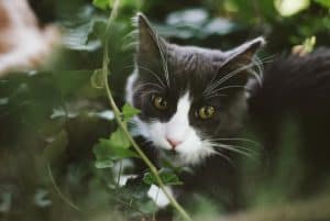 Cores de gatos: quais as são e o que significam | Petz