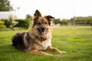 Cachorro feliz: 7 sinais de felicidade canina! | Petz