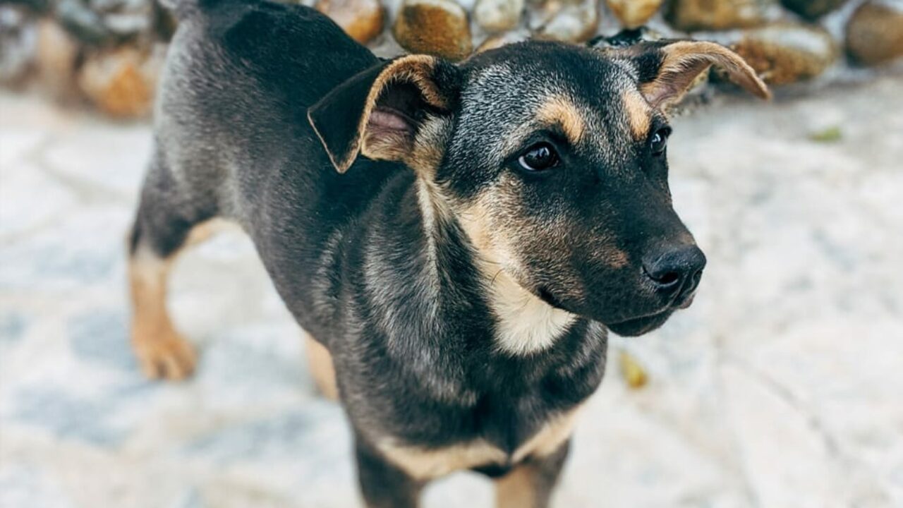 Como saber se o cio da cadela acabou? Veja o que observar!⭐ Teste seu ... Como saber se o cio da cadela acabou? Veja o que observar!⭐ Teste seu ...