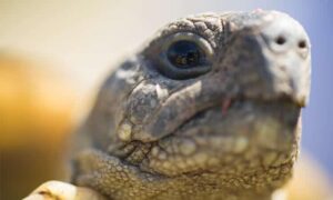 Quais são os tipos de cágados? Conheça! I Petz