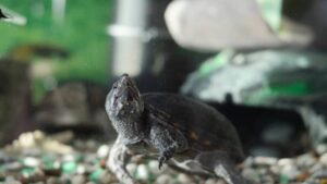 Quais são os tipos de cágados? Conheça! I Petz