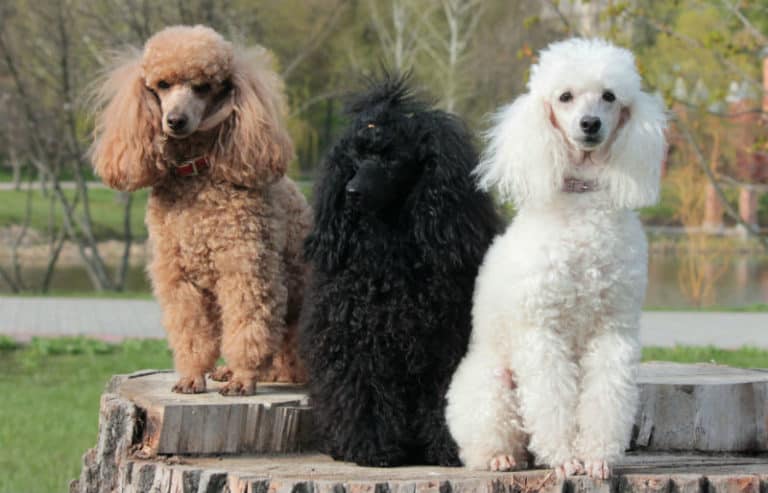 Tamanhos de Poodle: confira os diferentes tipos I Petz