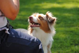 Como tirar foto de cachorro? Confira dicas imperdíveis | Petz