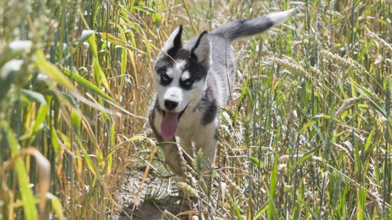 Racas De Caes Brancos E Pretos Cadê A Família? [Centro,