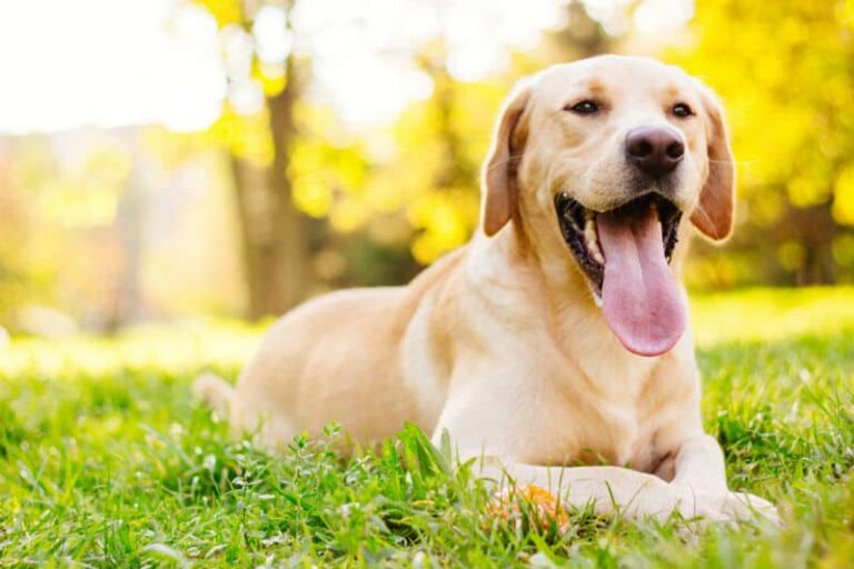Saiba como o treinamento dos cães farejadores funciona | Petz
