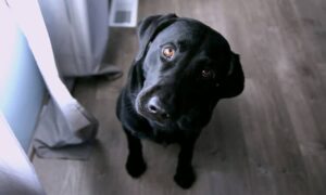 Cachorro pode comer couve: sim ou não? | Petz