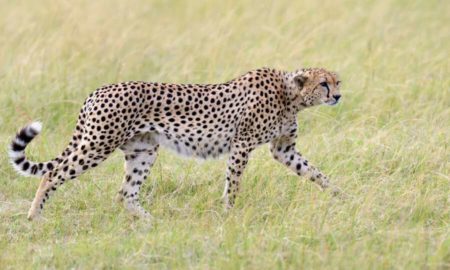 Qual o animal mais rápido do mundo? Entenda aqui | Petz