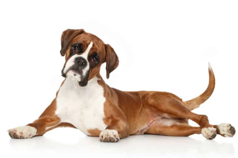 Será que o cachorro Boxer é bravo? Saiba aqui! | Petz