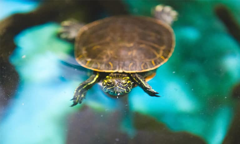 Descubra qual é o menor animal do mundo | Petz