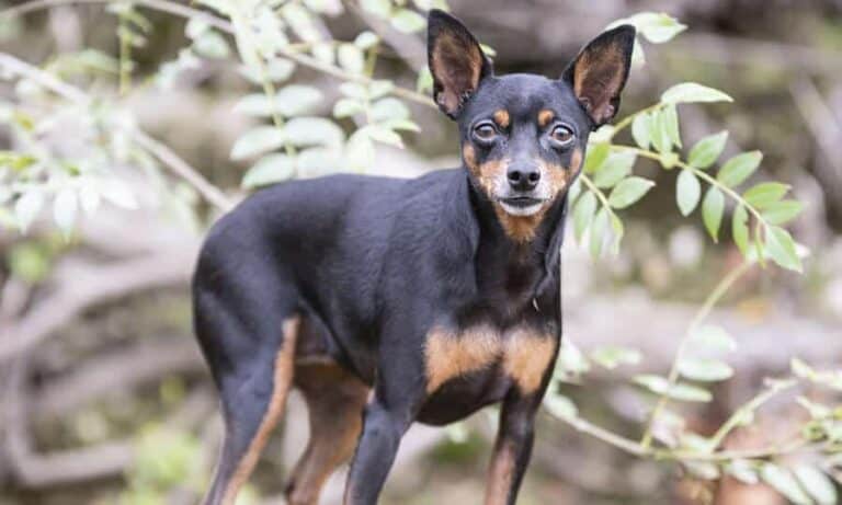 Entenda se Pinscher é bravo e conheça mais sobre a raça | Petz