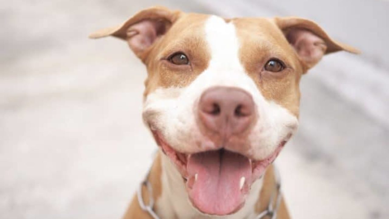 Diferenca Entre Pitbull E Bulldog English Bulldog Pitbull Mix: