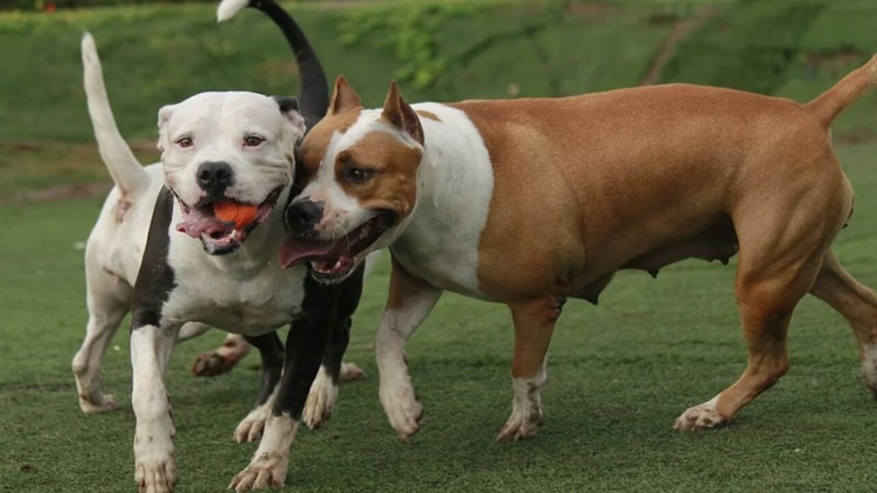 Fotos De Cachorro Bravo Cachorro Bravo: 52 Mil Imagens, Fotos E