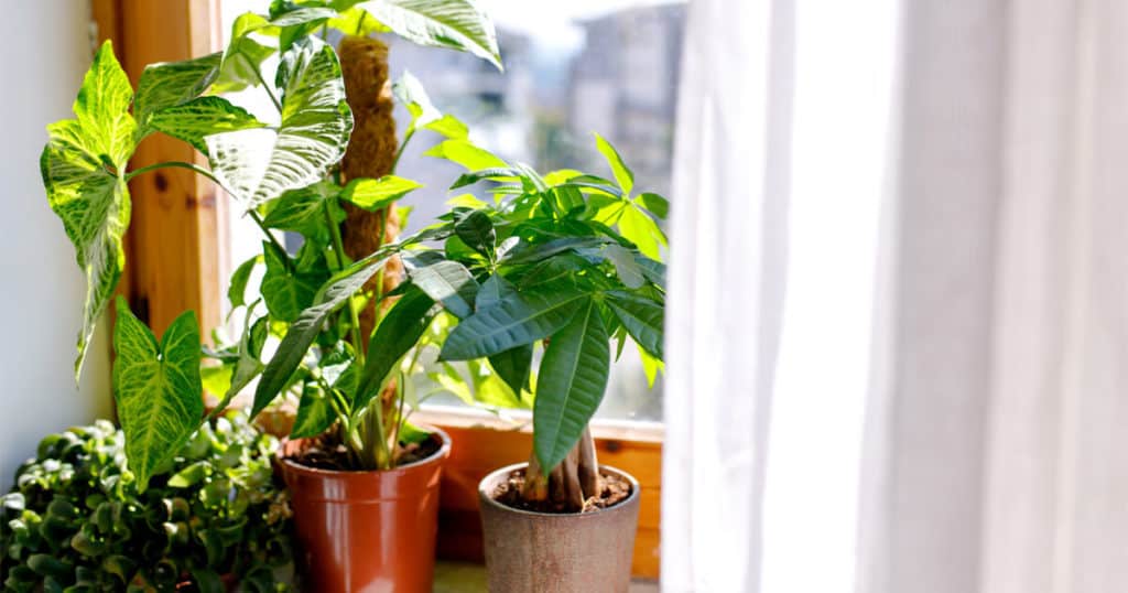 Conheça 4 tipos de singônio e renove seu jardim | Petz