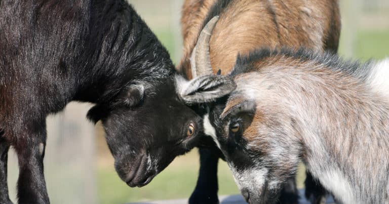 Cabra anã existe? Saiba as curiosidades sobre este animal | Petz