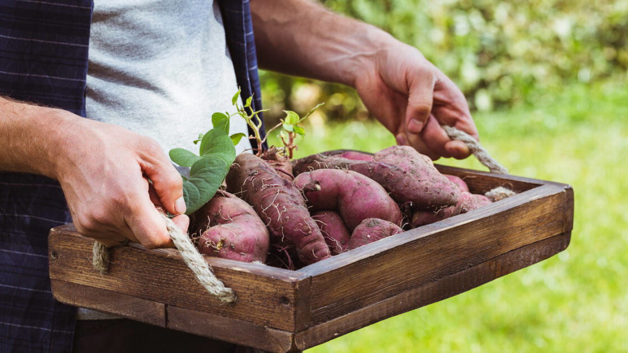 Planta De Batata Vermelha