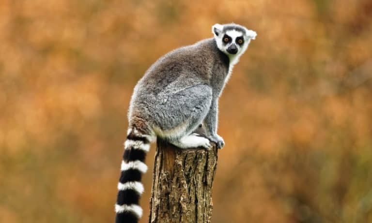 Lêmure: características e curiosidades | Petz