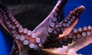 Animais invertebrados: saiba tudo sobre eles! | Petz