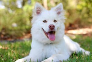 Alcateia é coletivo de quê? Descubra aqui! | Petz