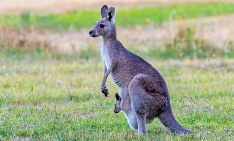 Animal marsupial: descubra tudo sobre ele! | Petz