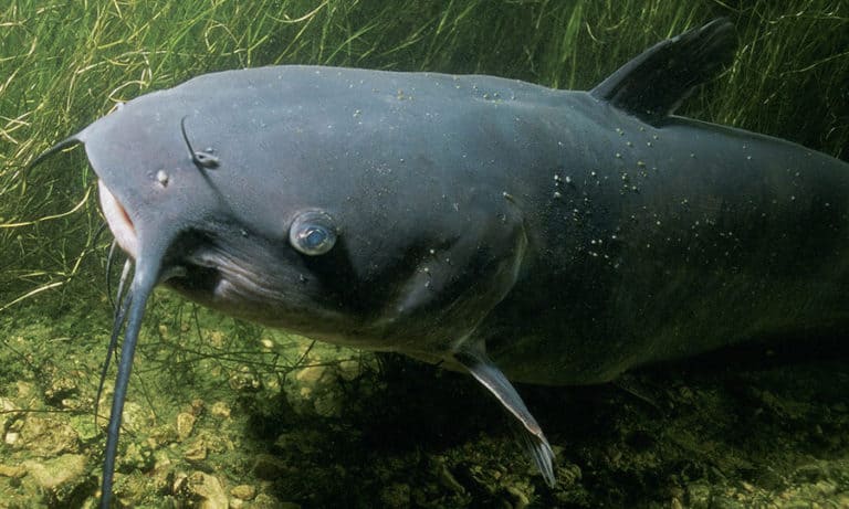 Maior peixe do mundo: descubra qual é - Blog Petz